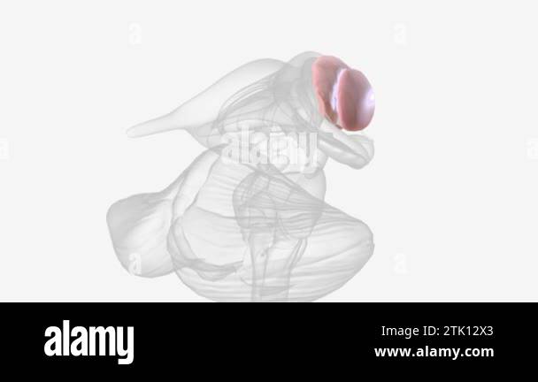 internal capsule is a white matter structure of the brain. It is ...