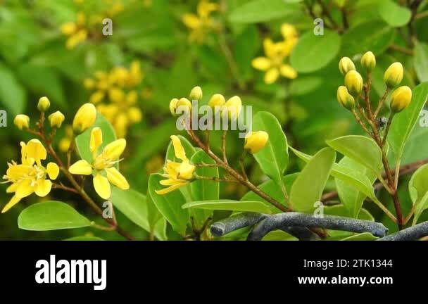 Ruta graveolens yellow flower with isolated green leaves background in ...