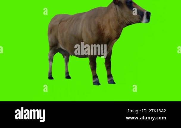 3d render green screen chroma key animation isolated A brown cow in a ...