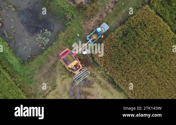 Harvesting rice with a combine in a rice field. Drones fly over workers ...