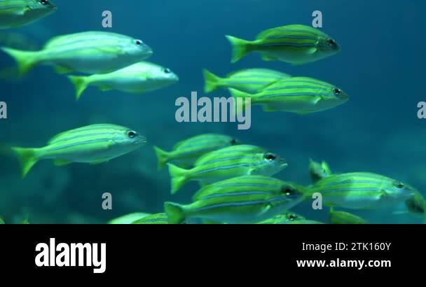 Banded sea perch Stock Videos & Footage - HD and 4K Video Clips - Alamy