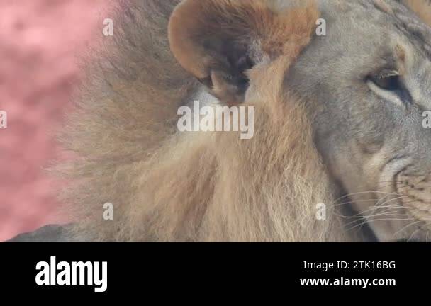 Lioness lion screaming Stock Videos & Footage - HD and 4K Video Clips ...