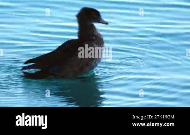 Duck swims on calm Stock Videos & Footage - HD and 4K Video Clips - Alamy