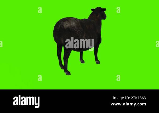 3d render green screen chroma key animation isolated Black goat in ...