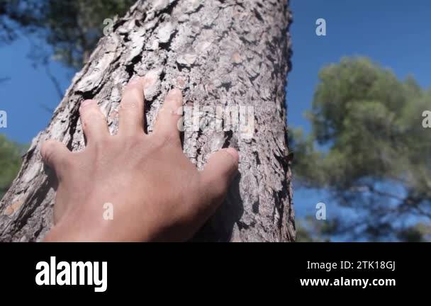 Oak tree table Stock Videos & Footage - HD and 4K Video Clips - Alamy