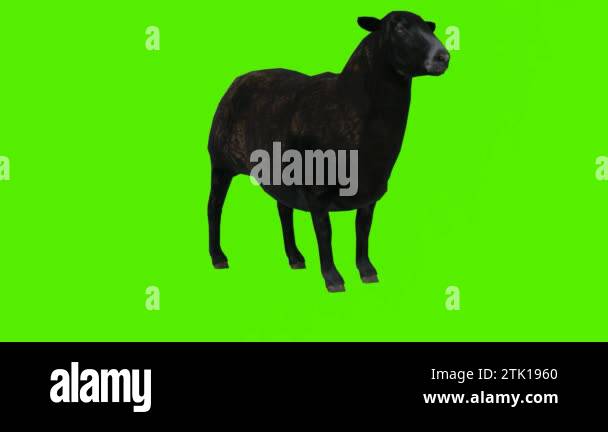 3d render green screen chroma key animation isolated The cute black ...