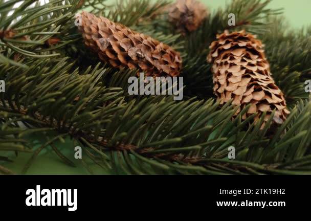 Pine branches and cones. A close-up shot of the branches of the pine ...