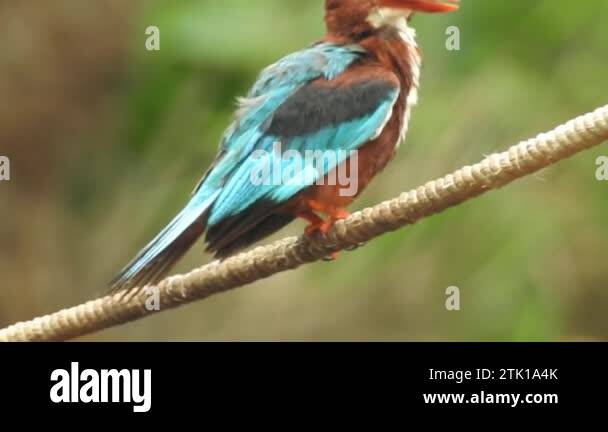 Singing nightingale bird.The common nightingale or simply nightingale ...
