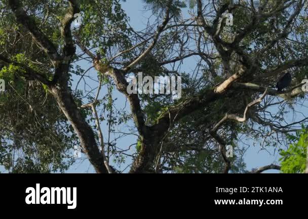 In daylight, two Toucans sit on the branches of a tall tree Stock Video ...
