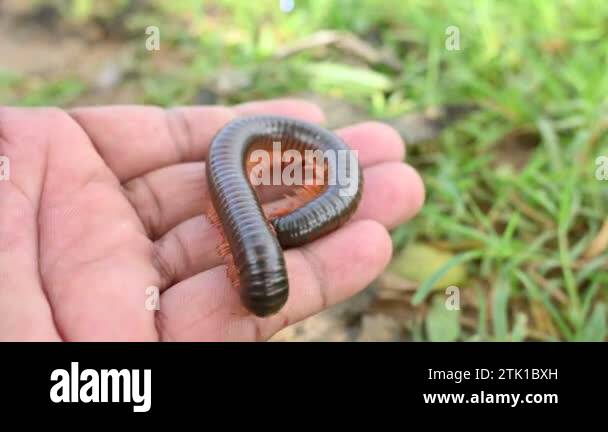 Millipede in rainy season. Big red Millipedes. It is a spiral insect ...
