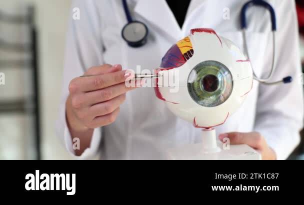 Doctor ophthalmologist is holding the anatomy of human eye and ...