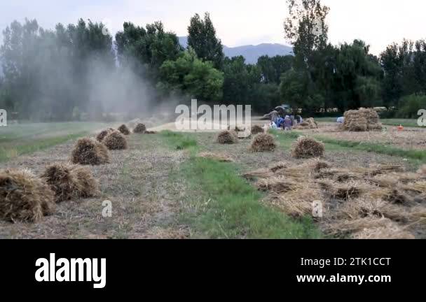 Swat, Pakistan - 24 May 2023: Farmer and worker harvesting the wheat ...