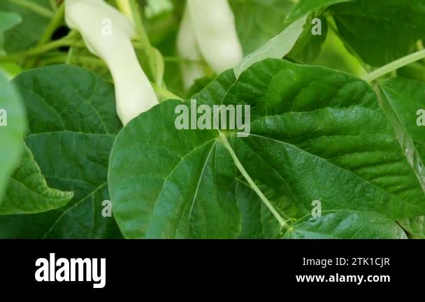 Ripe kidney bean growing on farm in 4K VIDEO. Bush with bunch of pods ...