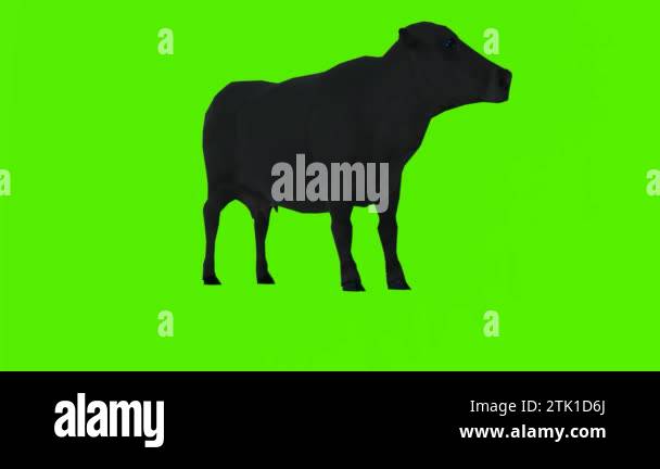 3d render green screen chroma key animation isolated Black cow looks ...