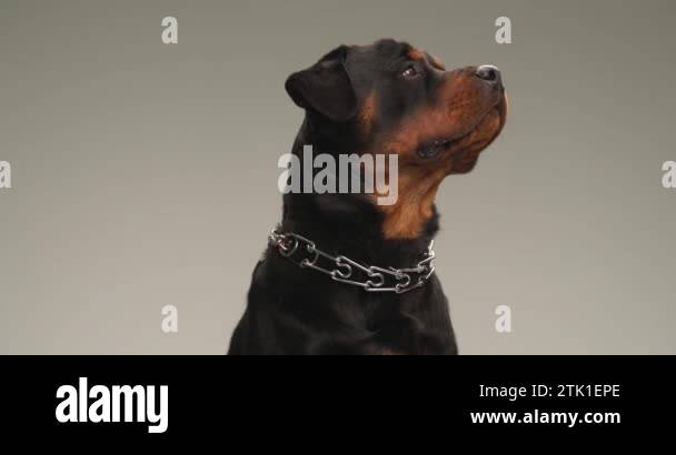 side view video of curious rottweiler dog with collar looking up side ...