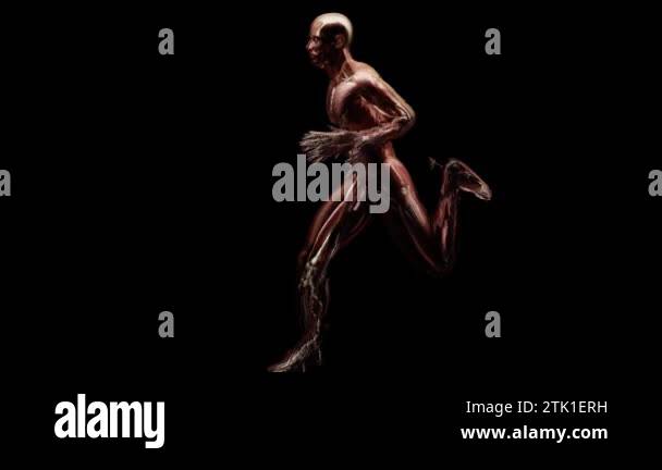 loop animation of muscular system of running man, muscle and bone ...
