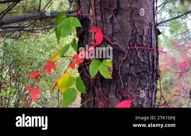 Gateway center park Stock Videos & Footage - HD and 4K Video Clips - Alamy