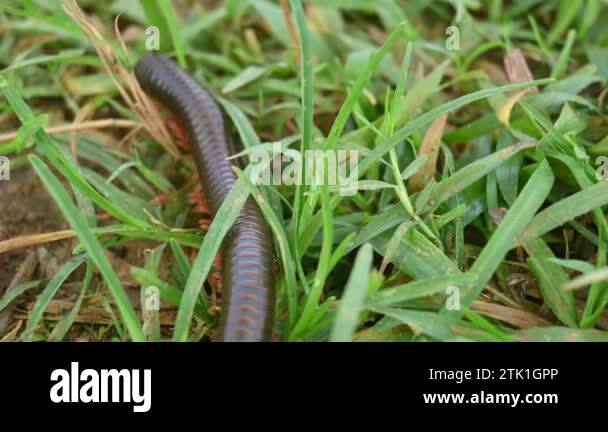 Millipede in rainy season. Big red Millipedes. It is a spiral insect ...