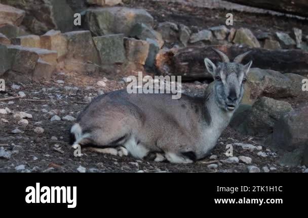 Bovid family Stock Videos & Footage - HD and 4K Video Clips - Alamy
