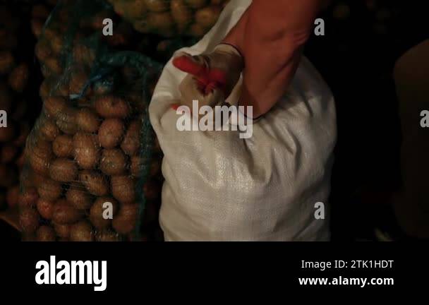 Soft focus Harvested potatoes in bags in a cool dark room. Human hand ...