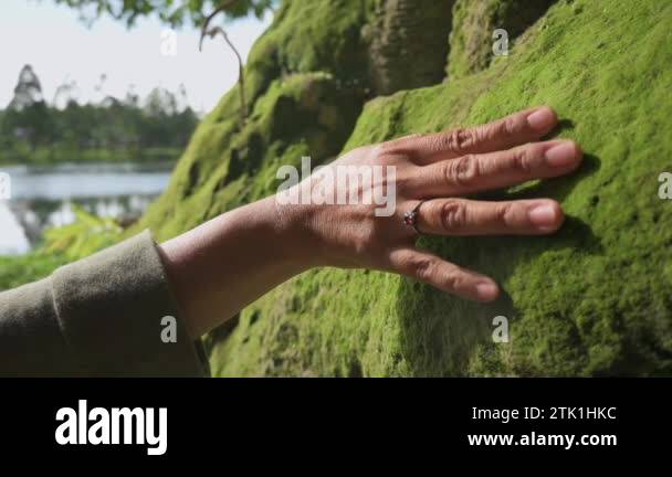 Sensory perception nature Stock Videos & Footage - HD and 4K Video ...