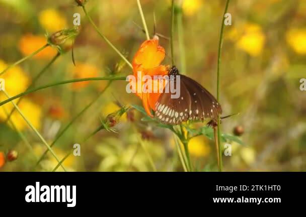 Slow motion of beautiful blue silk morpho butterfly opening wings on a ...