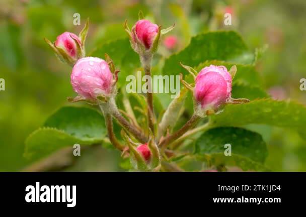 Closed bud pink rose Stock Videos & Footage - HD and 4K Video Clips - Alamy