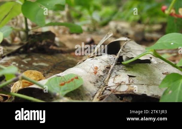 Ant bridge unity team. Ant action standing. Ant bridge unity team ...
