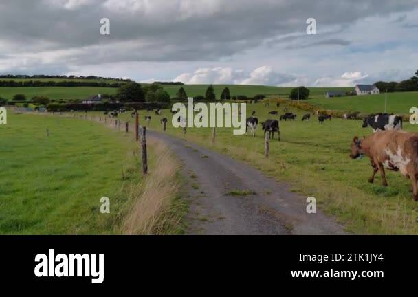 Dairy farming in ireland Stock Videos & Footage - HD and 4K Video Clips ...