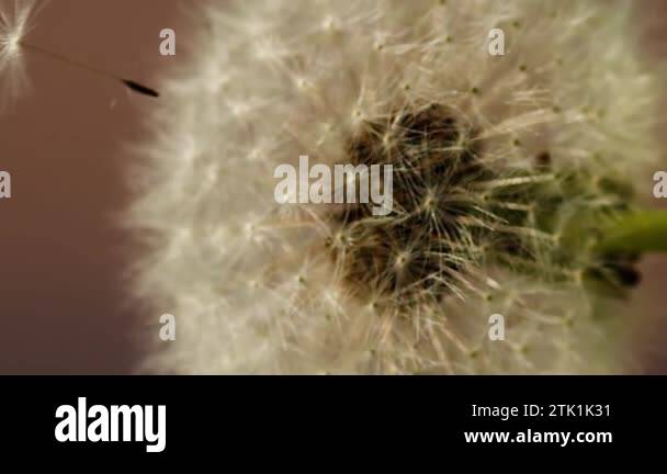 Dandelion seed puff Stock Videos & Footage - HD and 4K Video Clips - Alamy