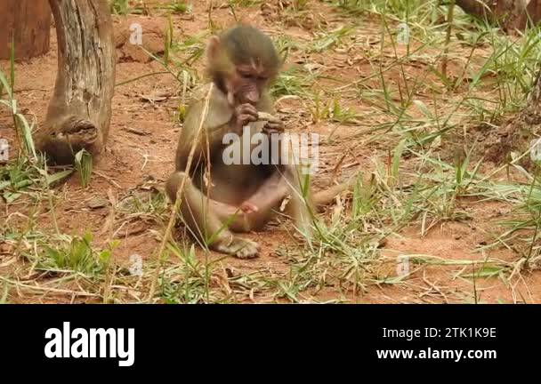 Capuchin monkey portrait close Stock Videos & Footage - HD and 4K Video ...