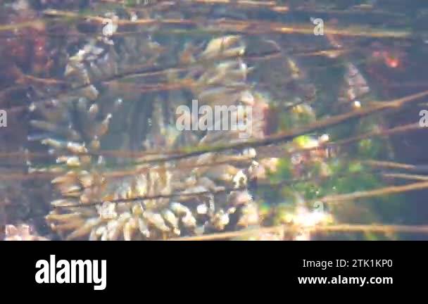 Polyp animal Stock Videos & Footage - HD and 4K Video Clips - Alamy