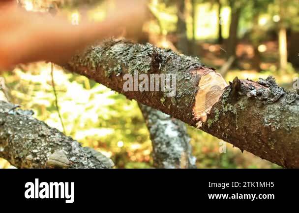 Woodcutter in forest Stock Videos & Footage - HD and 4K Video Clips - Alamy