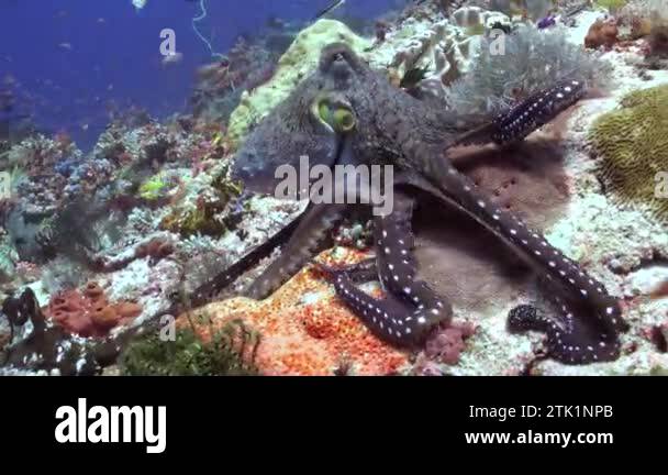 Scientific study on fish species Stock Videos & Footage - HD and 4K ...