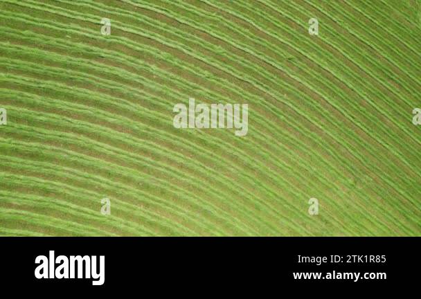 AERIAL, TOP DOWN: Green meadow with a pattern of freshly harvested hay ...