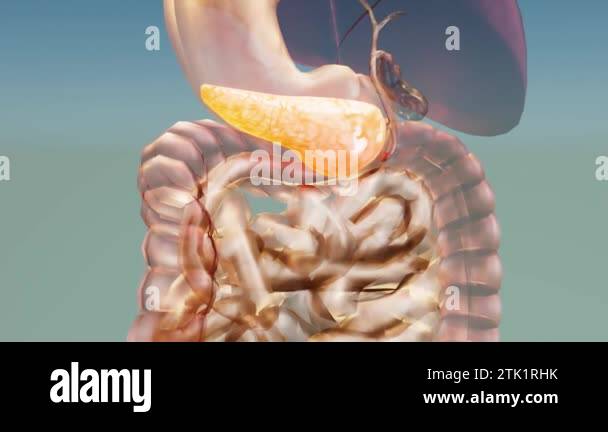 Cross section of human pancreas Stock Videos & Footage - HD and 4K ...