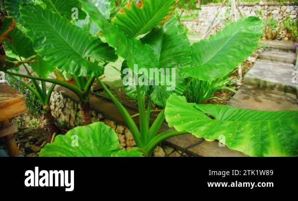 Alocasia macrorrhizos or Giant Taro species of flowering tropical plant ...
