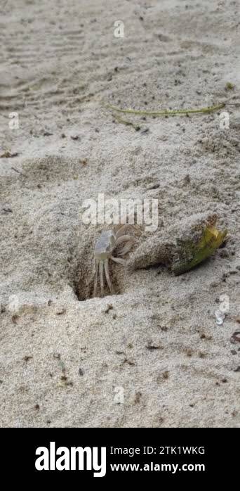 Life at the beach, a crab is digging a hole in a sunny day, tiny crab ...