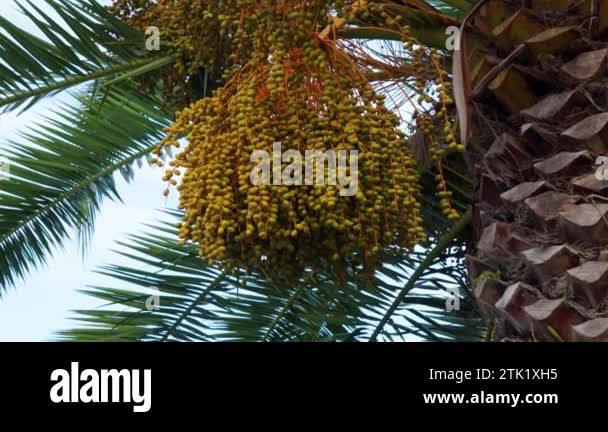Fruit bunch of date palm tree (Phoenix dactylifera) close up Stock ...