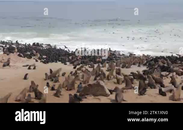 Colony of Seals in the Cape Cross Nature Reserve in the Skeleton Coast ...