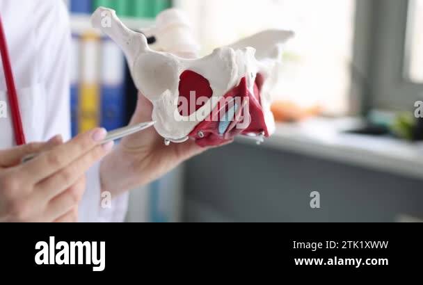 The doctor holds a medical anatomical model of the human female pelvis ...