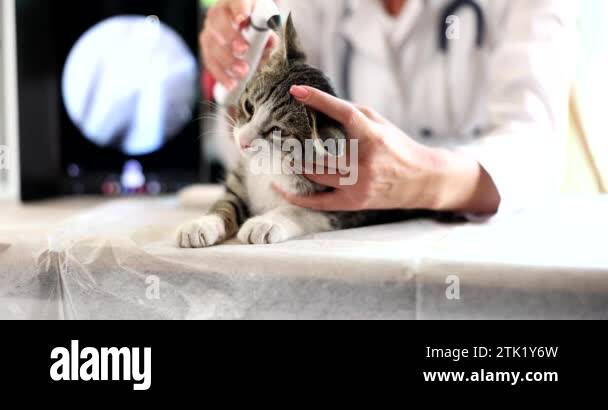 Control ear of the cat Stock Videos & Footage - HD and 4K Video Clips ...