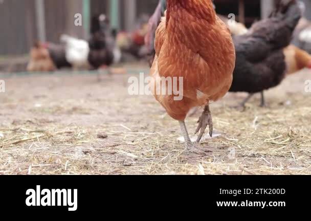 Lots of colorful chickens of different breeds in the chicken coop ...