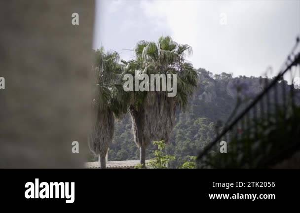 Locations trees Stock Videos & Footage - HD and 4K Video Clips - Alamy