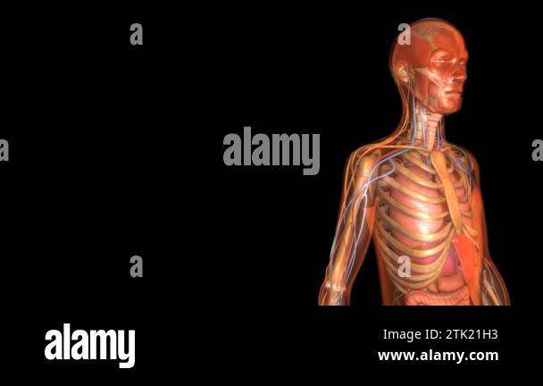 Bronchi anatomy Stock Videos & Footage - HD and 4K Video Clips - Alamy