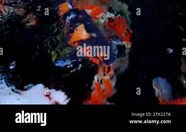 Japanese koi fish or Fancy Carp swim in a fish pond made of black stone ...