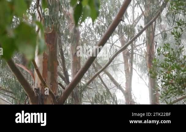 Silent grove Stock Videos & Footage - HD and 4K Video Clips - Alamy
