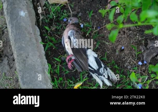 The remains of the dead pigeon on the grass. Dead body of pigeon laying ...