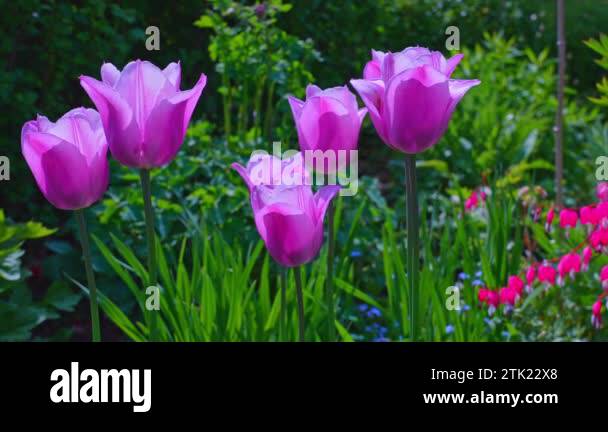 Tulips in public gardens Stock Videos & Footage - HD and 4K Video Clips ...