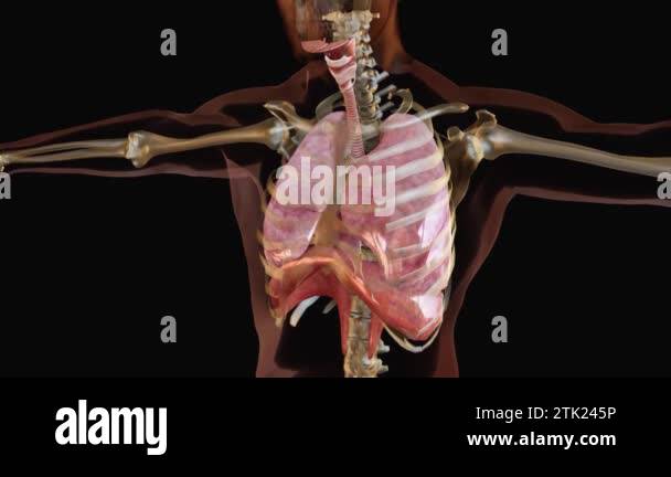 Human Respiratory System Lungs Anatomy Animation Concept. visible lung ...